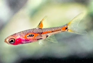 nano fish Tier List (Community Rankings) - TierMaker