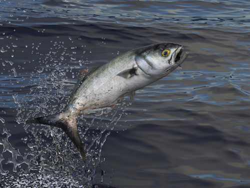 Create a New England Saltwater Fishing Tier List - TierMaker