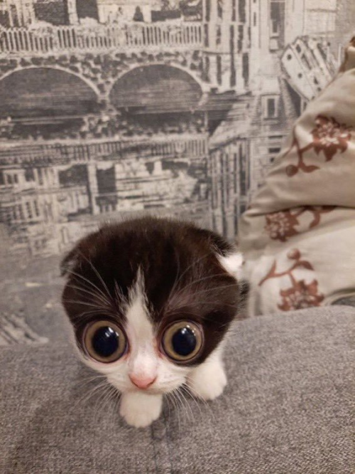 New Virbank (AP) Tier List (Community Rankings) - TierMaker