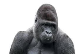 Create a Nicos Nextbot Tier List - TierMaker