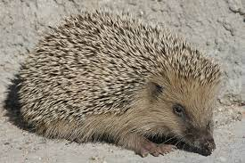 Create a Niglo Power PVP Tier List - TierMaker