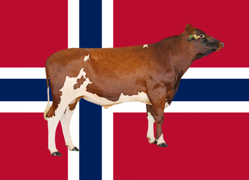 Create a Norwegian Lolcows Tier List - TierMaker
