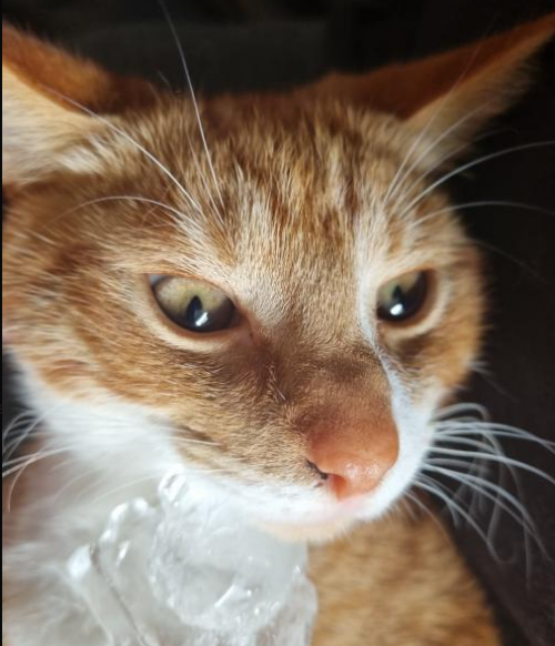 otis fan club pets Tier List (Community Rankings) - TierMaker