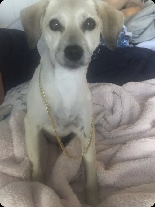 Create a Peacie Custom Tier List - TierMaker