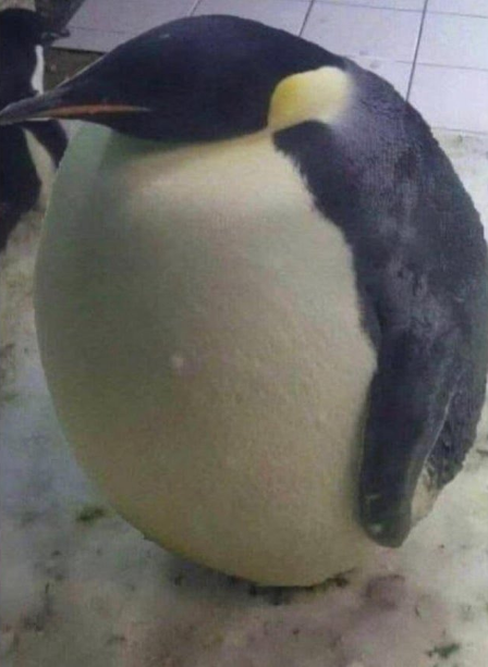 the apex penguin Tier List (Community Rankings) - TierMaker