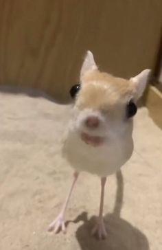 Pepper 2023 Media Thread Tier List (Community Rankings) - TierMaker