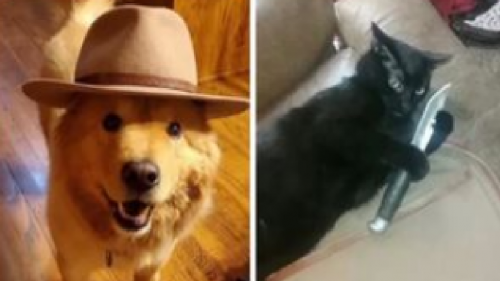 Perrito con gorrito o gatito con cuchillo Tier List (Community Rankings ...