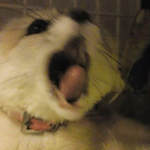 Create a pet names for your cutie Tier List - TierMaker