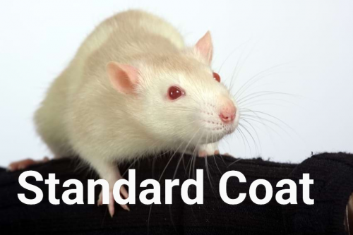 Create a Pet Rat Varieties Tier List - TierMaker