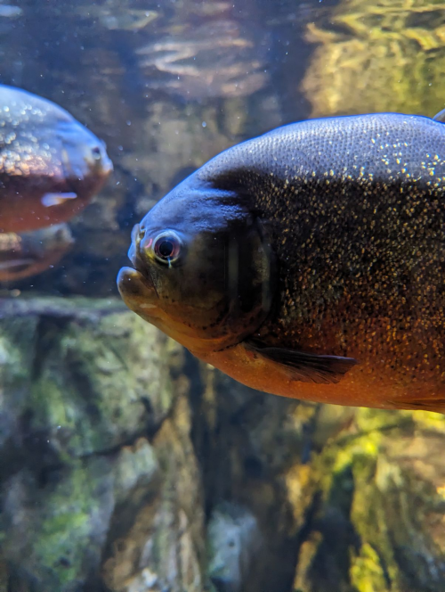 Create a Phantom's KitPvP kits Tier List - TierMaker