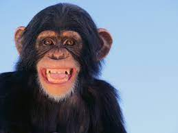 Create a Pizza Tower transformations Tier List - TierMaker