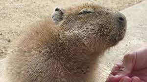 place of based : electric bugaloo Tier List (Community Rankings ...