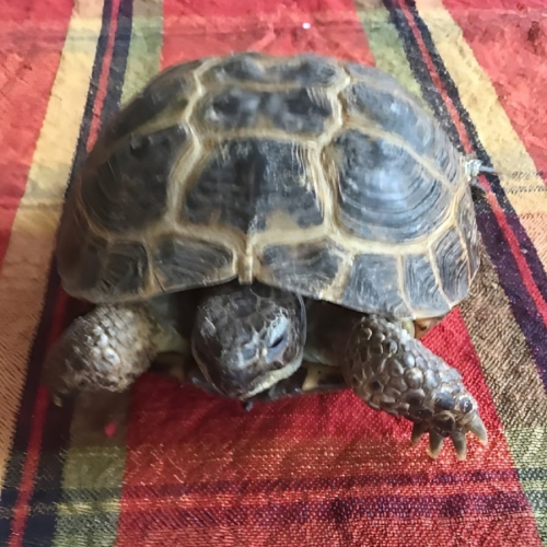 Create a Planetball Creator Tier List - TierMaker