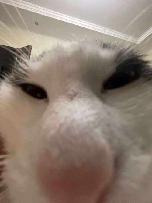 Create a podval (basement!!) DVA Tier List - TierMaker