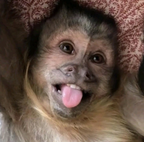 pooks Tier List (Community Rankings) - TierMaker