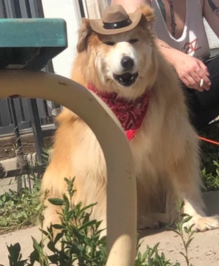 #post-this-dog mains Tier List (Community Rankings) - TierMaker