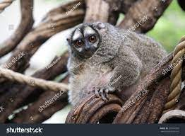 Primate types Tier List (Community Rankings) - TierMaker