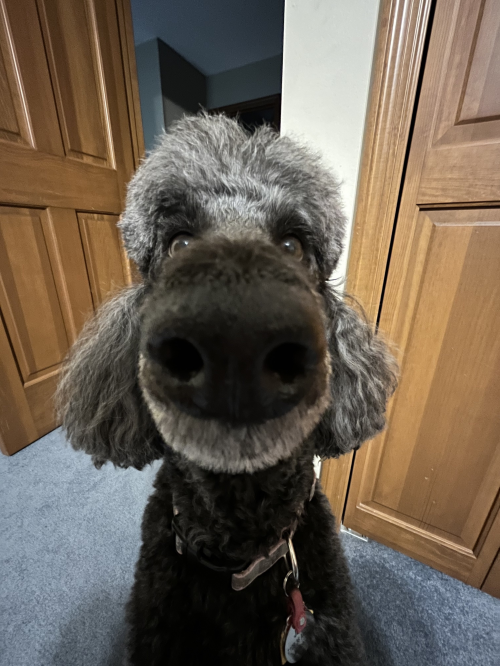 Create a primers goon list Tier List - TierMaker