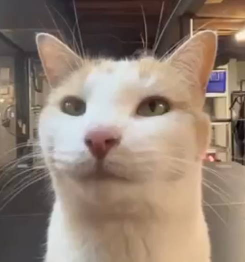 Project Delta Armor Tier List (Community Rankings) - TierMaker