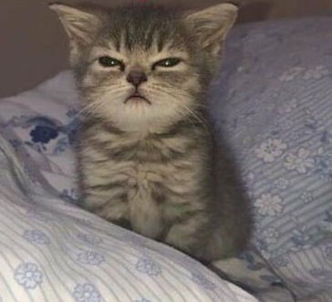 project mugetsu resurrection Tier List (Community Rankings) - TierMaker