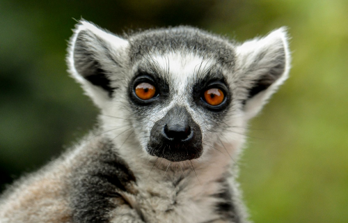 QI DES ANIMAUX Tier List (Community Rankings) - TierMaker