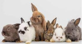 Rabbit/Bunny Tierlist Tier List (Community Rankings) - TierMaker