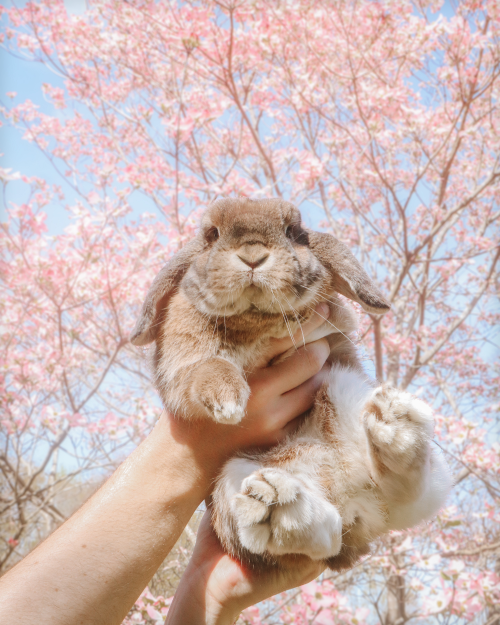 Create a Rabbit Supplies Tier List - TierMaker