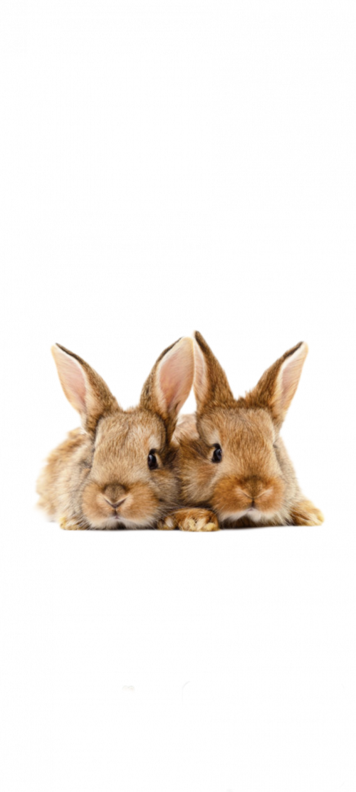 Create a Rabbit Tierlist Tier List - TierMaker