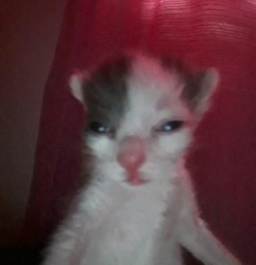 Create a Rag dmeon Tier List - TierMaker