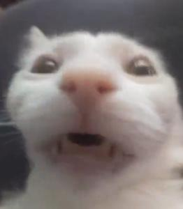 Rainbow six siege all female operators Y8S2 Tier List (Community ...