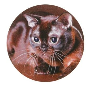 Create a random cat stickers from amazon Tier List - TierMaker