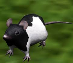 Random Tier List (Community Rankings) - TierMaker