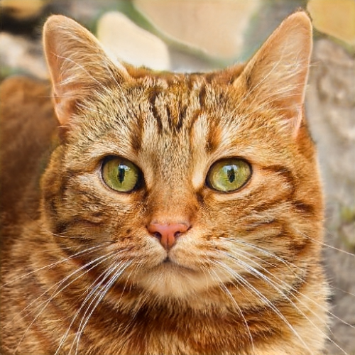 Randomly generated Cats. Tier List (Community Rankings) - TierMaker