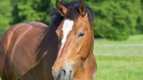 Create a Ranking animals by coolness! Tier List - TierMaker