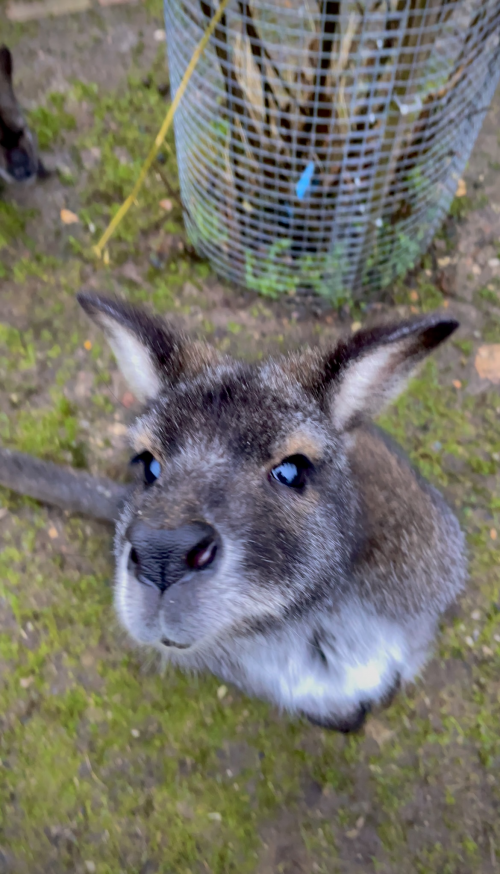 Ranking Animals I Work With Tier List (Community Rankings) - TierMaker