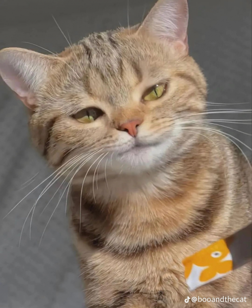 RAOT player of faburary Tier List (Community Rankings) - TierMaker