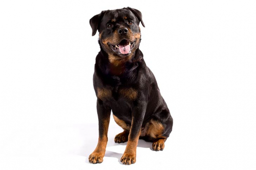 Rat Dog Tier List (Community Rankings) - TierMaker