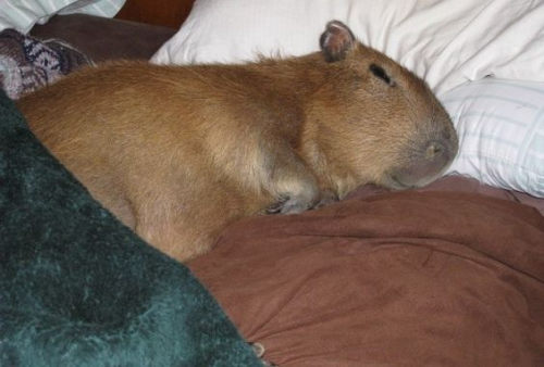 Rate types of pets Tier List (Community Rankings) - TierMaker