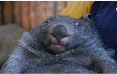 Create a Rombina Toxic Characters Tier List - TierMaker