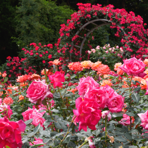 Create a Rose Garden Among Us Crewmates Tier List - TierMaker