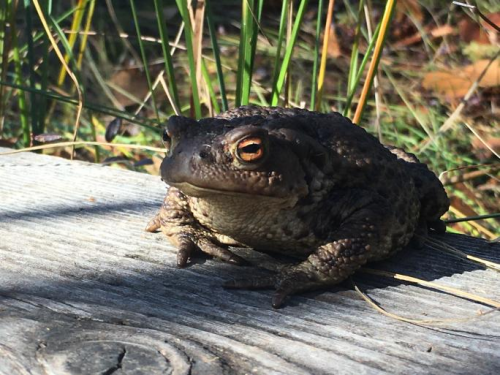 Create a Science of Reptiles (and Toads and Frogs) Tier List - TierMaker