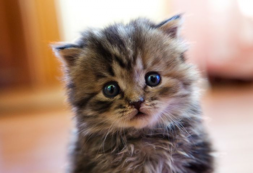 Create a Self inserts Tier List - TierMaker