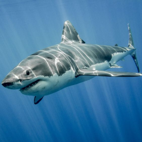 Create a Shark Tier List - TierMaker