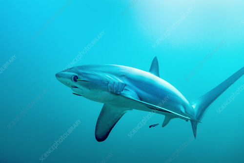 Sharks labeled Tier List (Community Rankings) - TierMaker