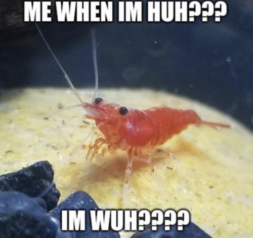 shrimp species Tier List (Community Rankings) - TierMaker