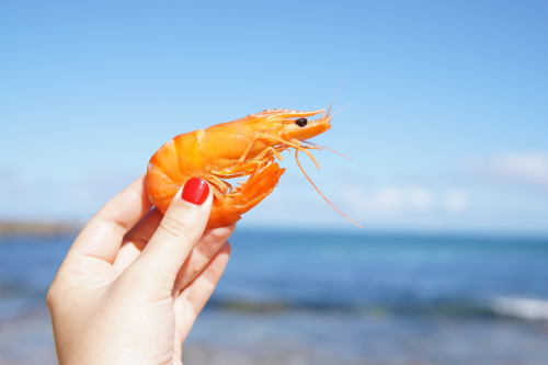 Create a Shrimp Tier List - TierMaker