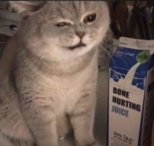 silly cats Tier List (Community Rankings) - TierMaker