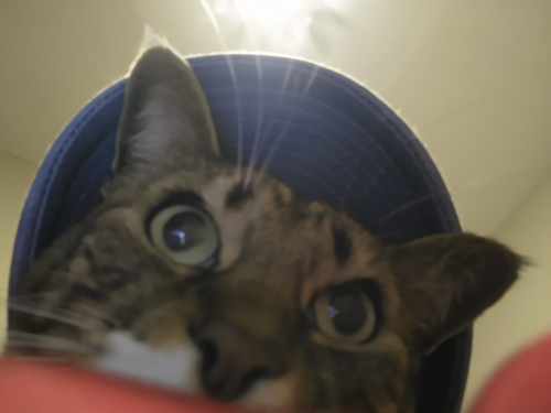 Simon Fan Club Members [OF ALL TIME] Tier List (Community Rankings ...