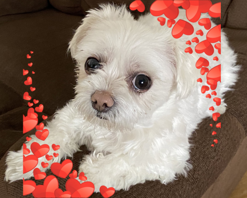 SIX FLAGS Tier List (Community Rankings) - TierMaker