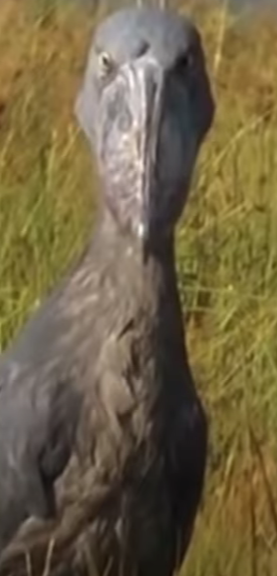 Skial Deathrun Tier List (Community Rankings) - TierMaker